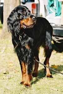 The Gordon Setter Temperament - Interested In Finding Out More?
