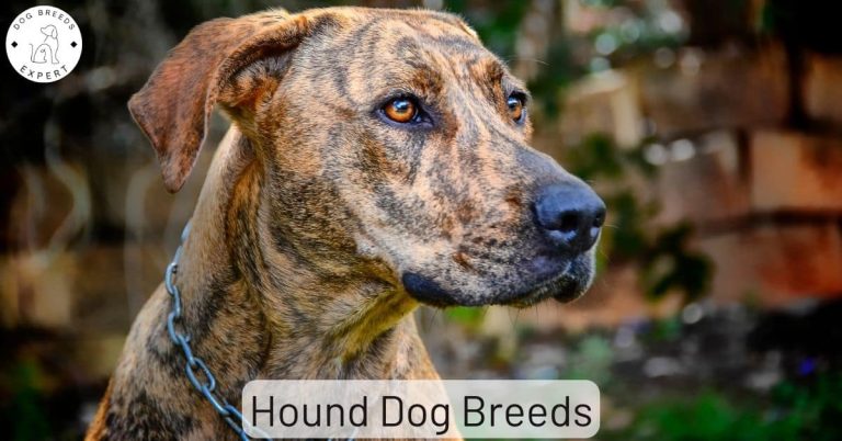 The Herding Dog Group - Which Breeds? What Were They Bred For?