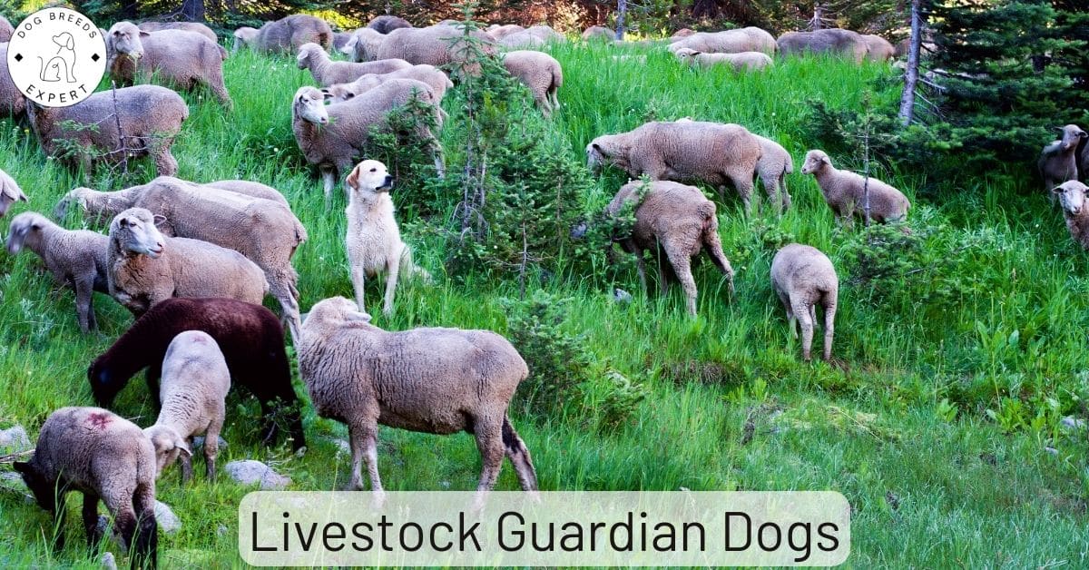 Livestock Guardian Dogs Were Bred To Protect Animal Stocks