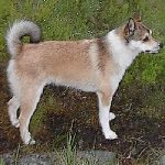 The Spitz Dogs Include Arctic, Alaskan And Russian Breeds