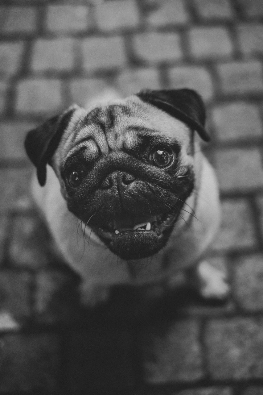 Prozac for Dogs Aggression - How to Calm Down Your Dog