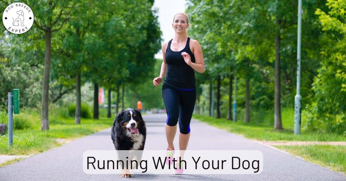 Is It Okay To Run With Your Dog
