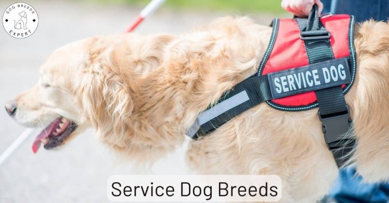 Working Dog Breeds: Based On The AKC Classification System