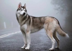 The Spitz Dogs Include Arctic, Alaskan And Russian Breeds