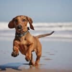 Dog Photo Competition