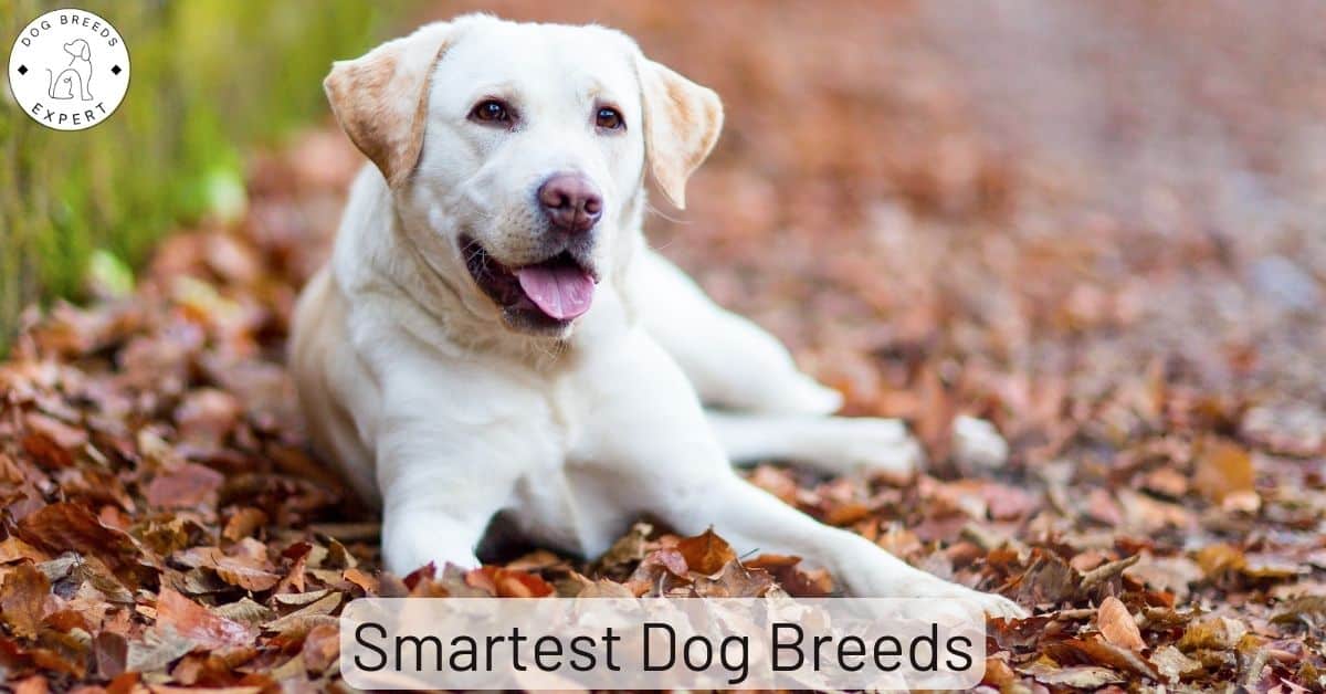 Which Terrier Is The Smartest