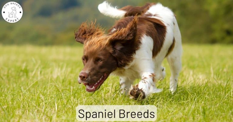 Working Dog Breeds: Based On The AKC Classification System