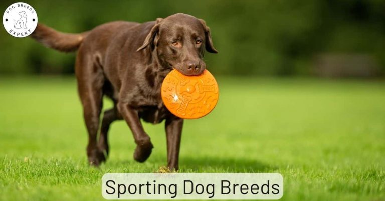 Which Are The The Non Sporting Dog Breeds?