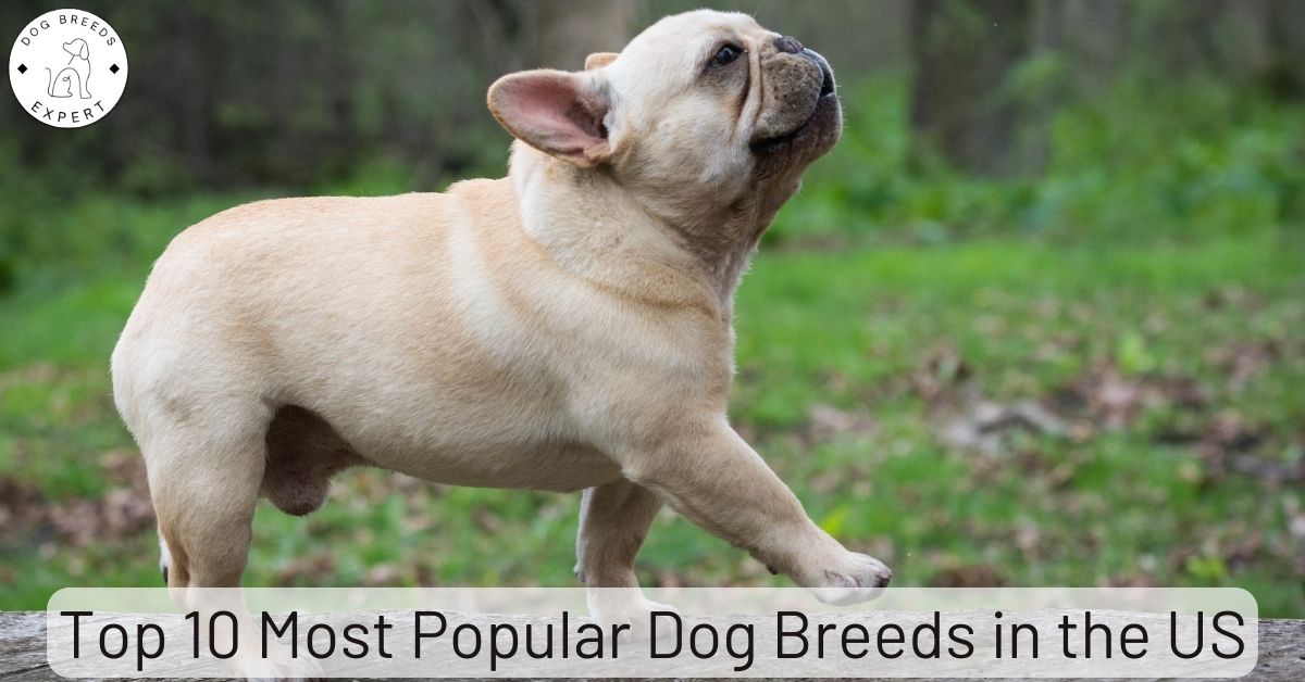 The 10 Most Popular Dog Breeds; Find Out Here!