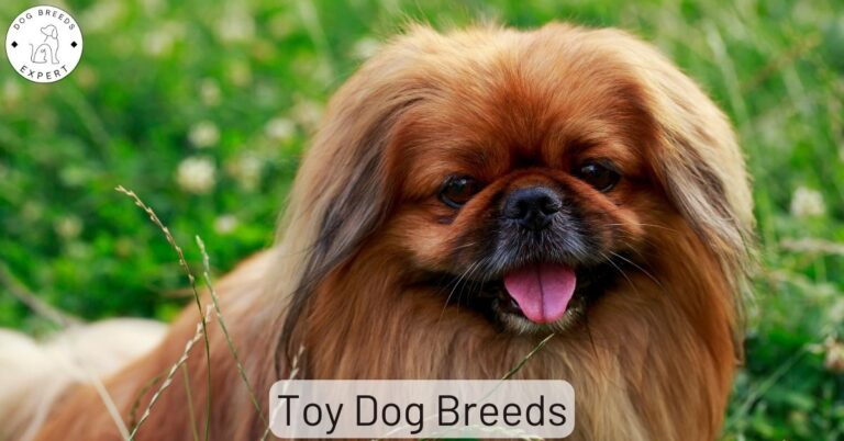 21 Toy Dog Breeds - Find The Ideal Dog Breed For You!