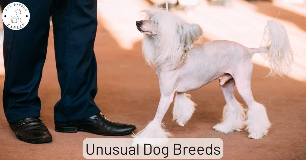 Dog Fighting Breeds. What Breeds Were Used For Dog Fighting?