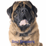 Home - Dog Breeds Expert
