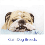 22 Calm Dog Breeds - Breeds That Tend To Be Calm By Nature