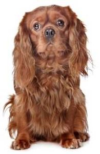 21 Types Of Spaniel Breeds