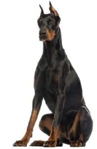 The Doberdoodle - All You Need To Know