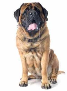 Dogs That Drool The Most - (Slobber Pups) Which Ones?