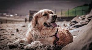 Dog Photo Competition