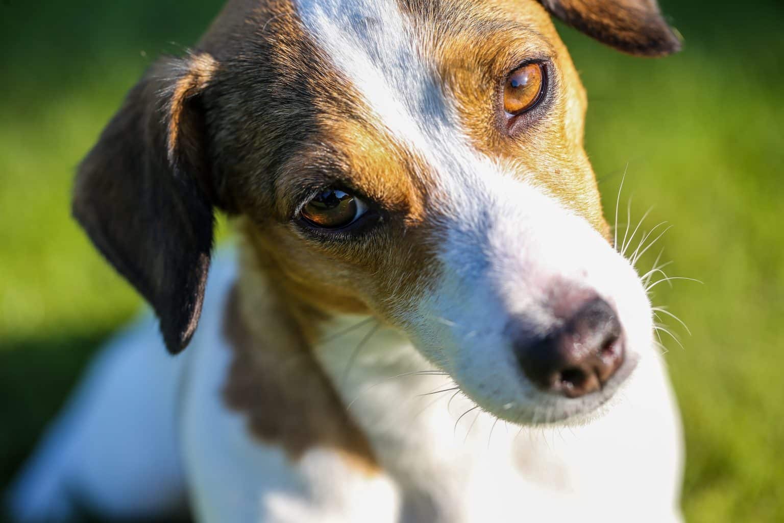 The Jack Russell Health Issues You Should Know About