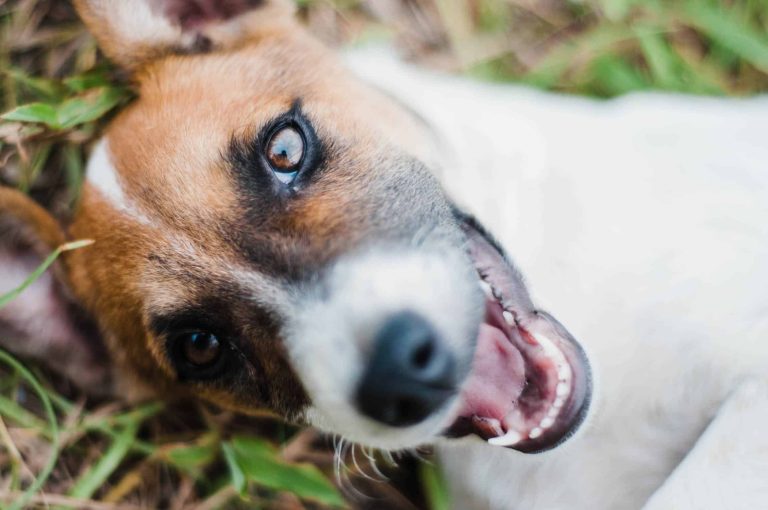 The Jack Russell Health Issues You Should Know About