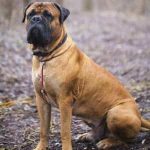 Working Dog Breeds: Based On The AKC Classification System