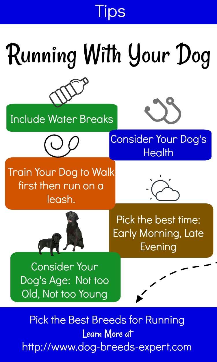 Enjoy Running With Your Dog? Breeds That Love to Run, Plus Kit Info!