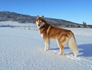 Siberian Husky Personality - Dog Breed Profile