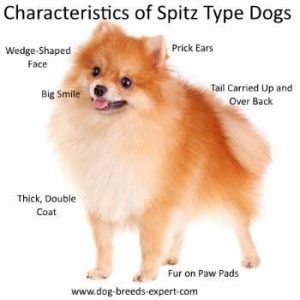 The Spitz Dogs Include Arctic, Alaskan And Russian Breeds