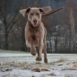 Enjoy Running With Your Dog? Breeds That Love to Run, Plus Kit Info!