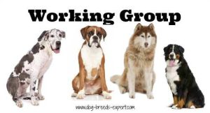 Working Dog Breeds: Based On The AKC Classification System
