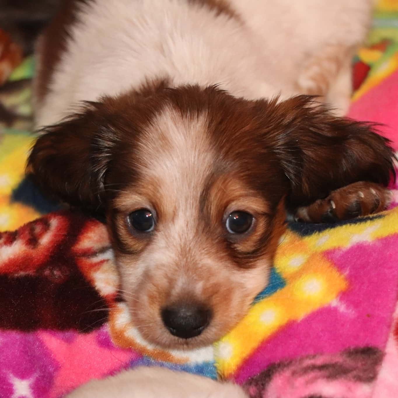 Best Dachshund Breeders in Virginia [2025] | List of 8 Local Breeders