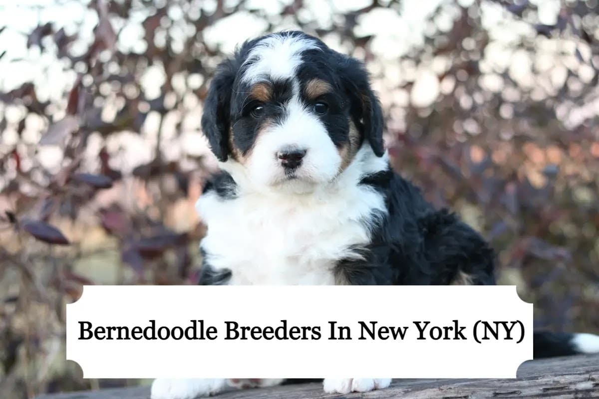 6 Best Bernedoodle Breeders in New York (2025)