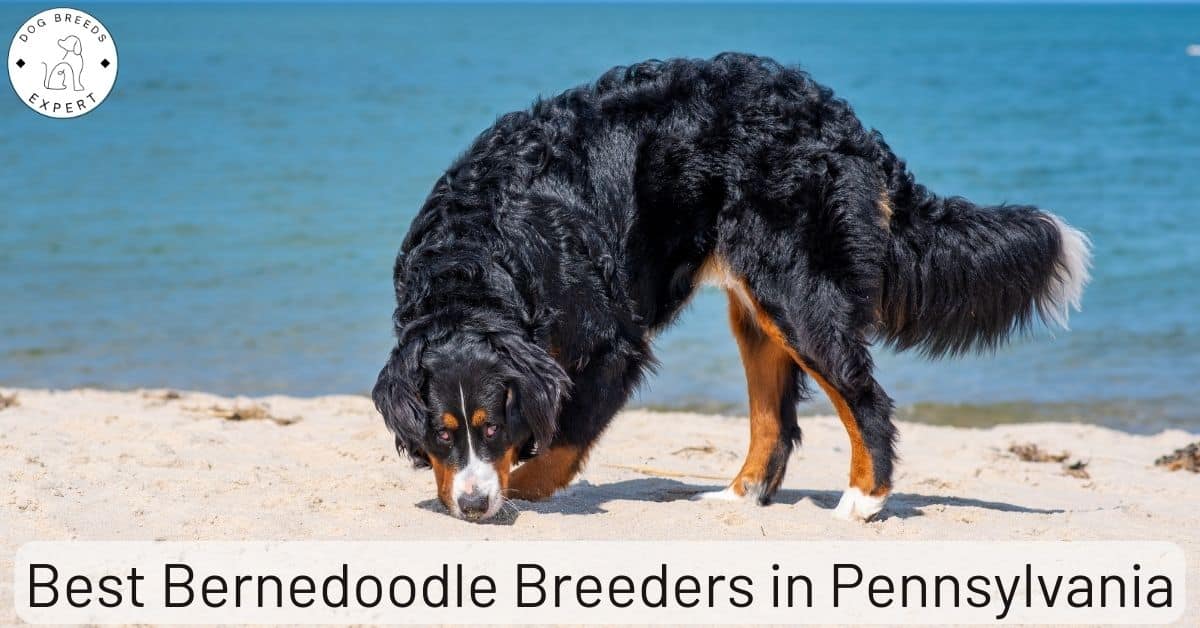 6 Best Bernedoodle Breeders in Pennsylvania (2025)