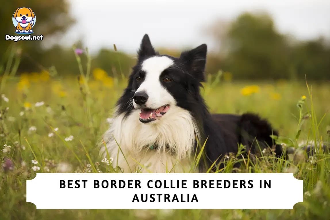 7 Best Labrador Retriever Breeders in the USA (2025)