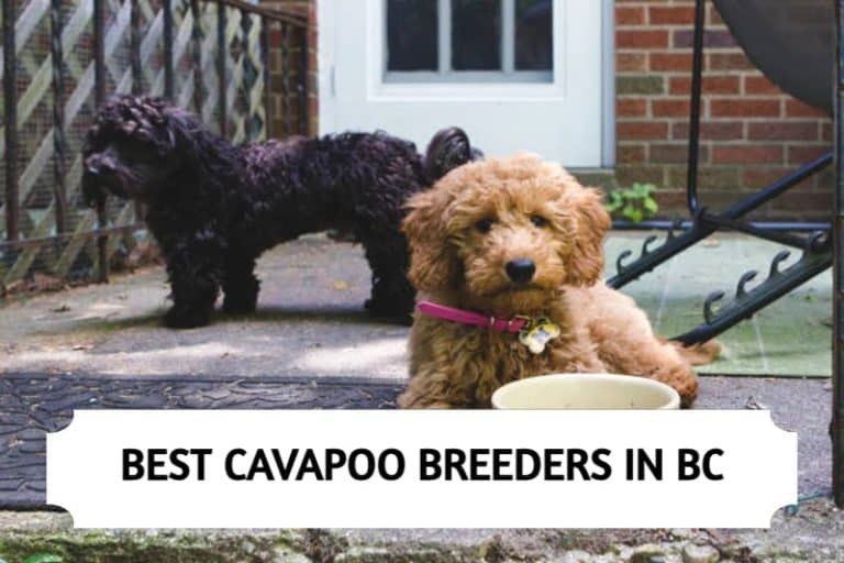Best Cavapoo Breeders in British Columbia (BC) (2025)