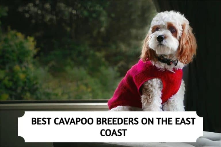 6 Best Cavapoo Breeders on the East Coast (2025)