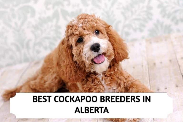 Best Cockapoo Breeders in Alberta (2025)