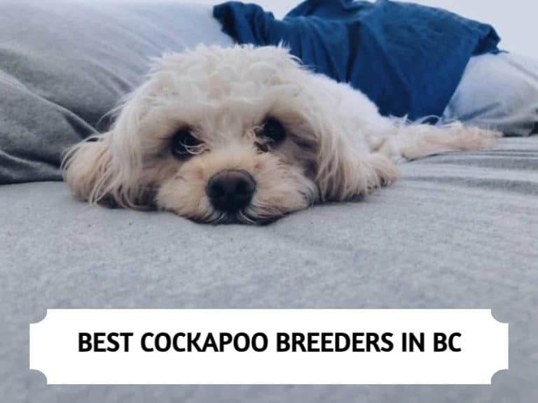 8 Best Siberian Husky Breeders in the USA (2025)