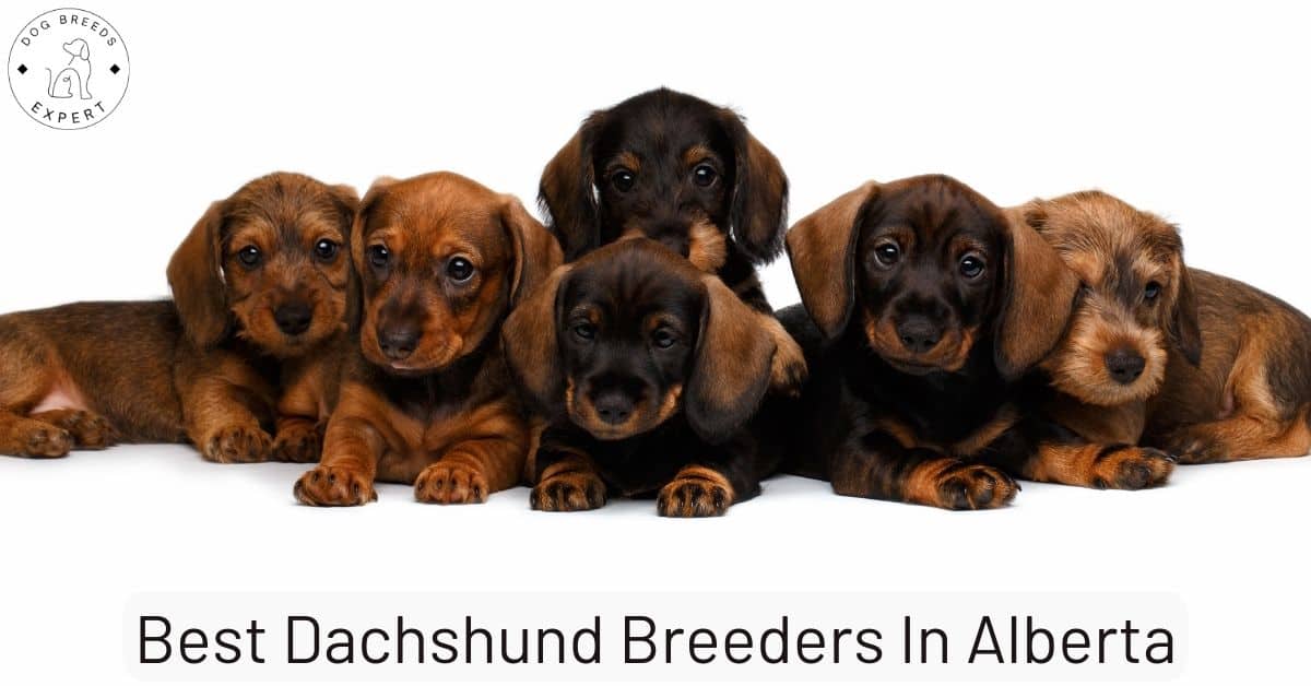 Best Dachshund Breeders in Alberta | Top 2 Picks