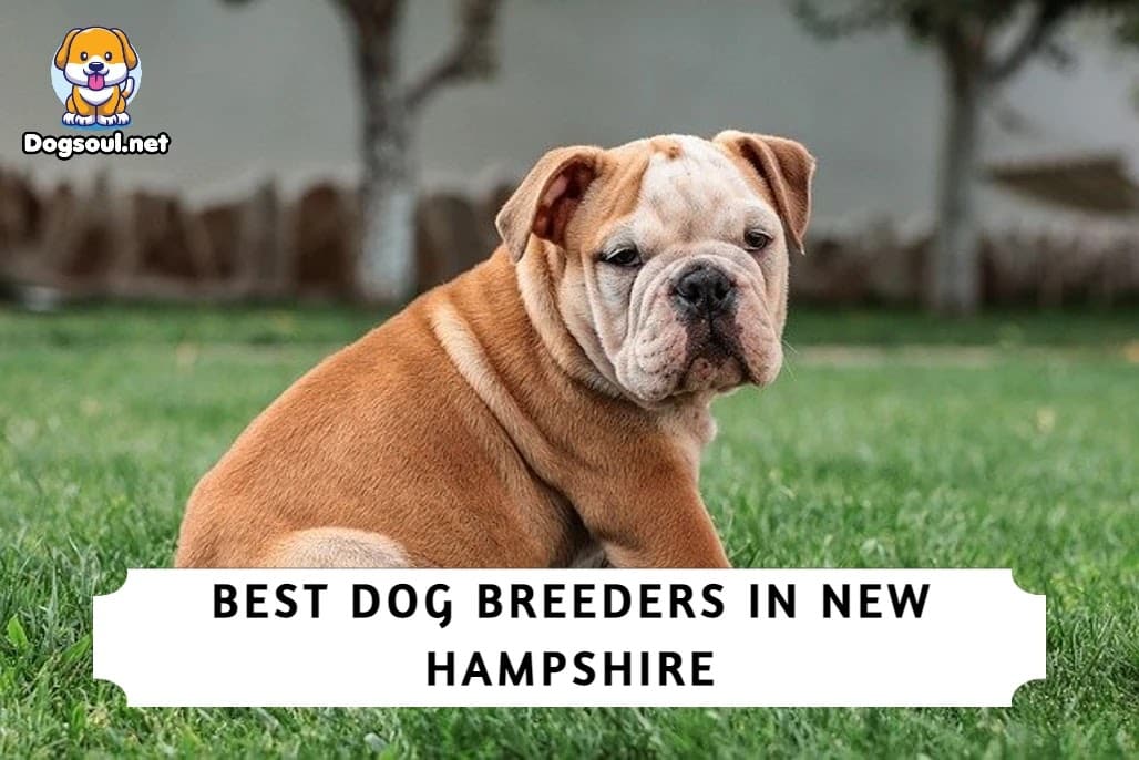8 Best Dog Breeders in New Hampshire (2025)