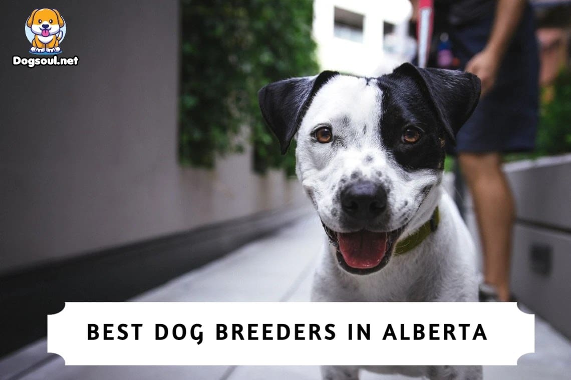 Best Dog Breeders in Alberta (2025) – Top 6 Picks