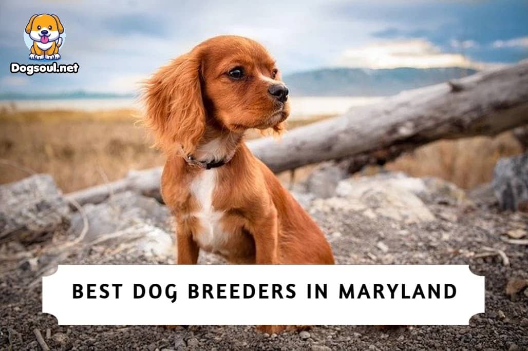9 Best Dog Breeders in Maryland (2025)