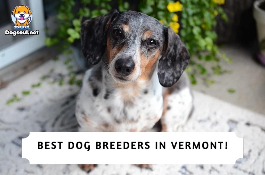 8 Best Dog Breeders in Vermont (2025)