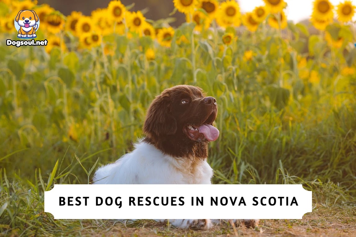 Best Dog Rescues in Nova Scotia (2025) – Top 6 Picks