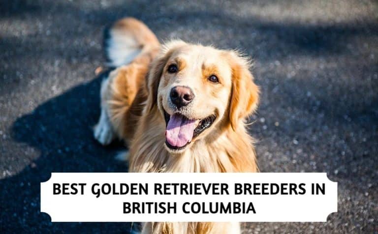 6 Best Golden Retriever Breeders in British Columbia (BC) (2025)