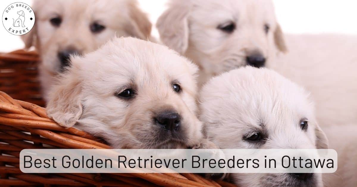 7 Best Labrador Retriever Breeders in the USA (2025)