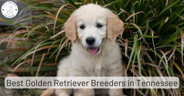 Golden Retriever Breeders in Tennessee [2025] | List of 10 Local Breeders