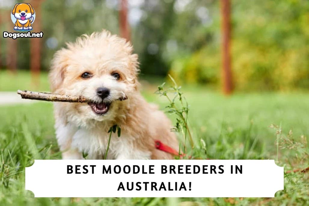 The 7 Best Moodle Breeders in Australia (2025)