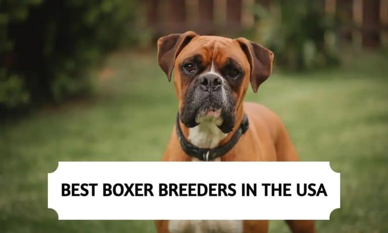 10 Best Boxer Breeders in the USA (2025)