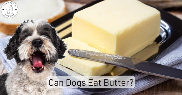 Can Dogs Eat Butter? What Dog Parents Need to Know