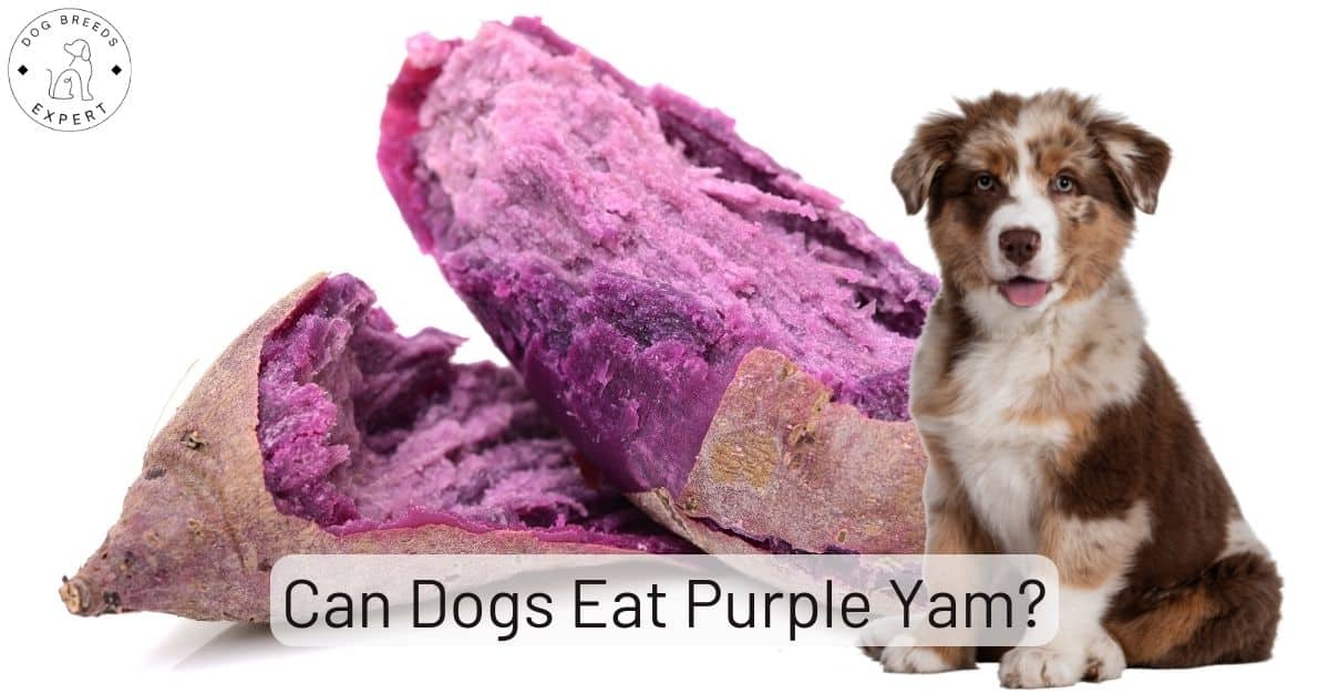 Can Dogs Eat Chicken Feet? Do Not Feed Them to Your Dog until You Read This